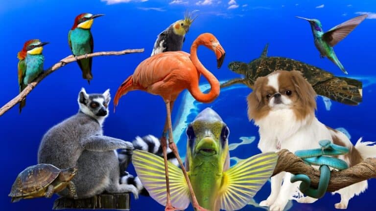 Animales Exóticos: Los animales más bellos del planeta