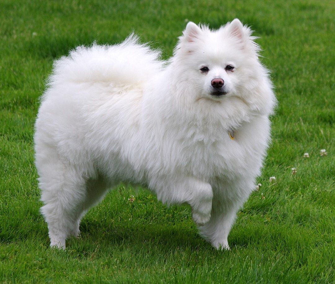 American Eskimo - AnimalesExoticos