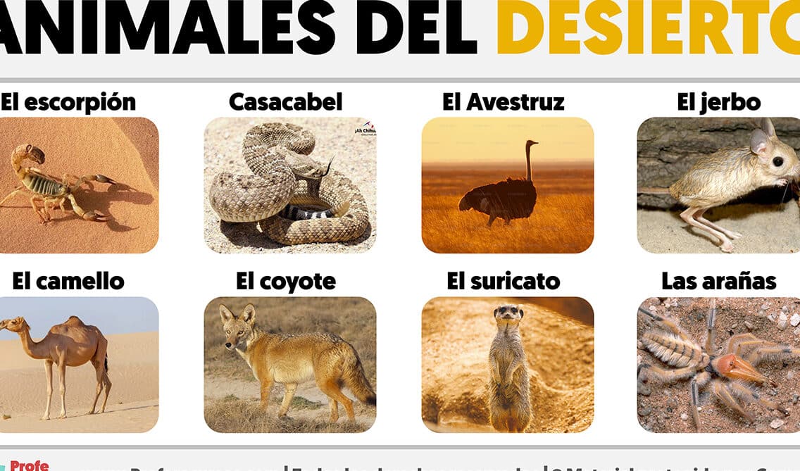 Animales del desierto : Características y ejemplos - AnimalesExoticos