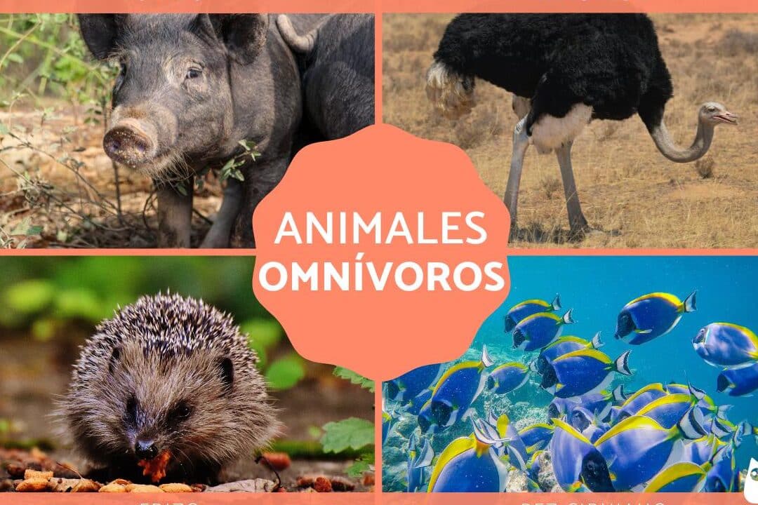 Animales omnívoros: Caracterísiticas y ejemplos - AnimalesExoticos