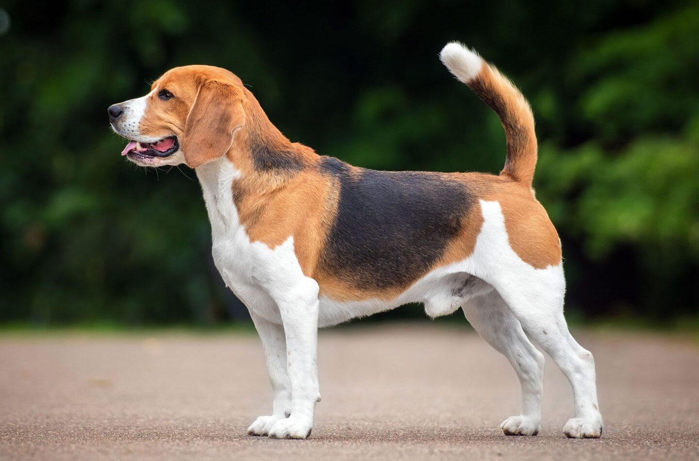 Beagle Características Carácter Cuidado Y Más