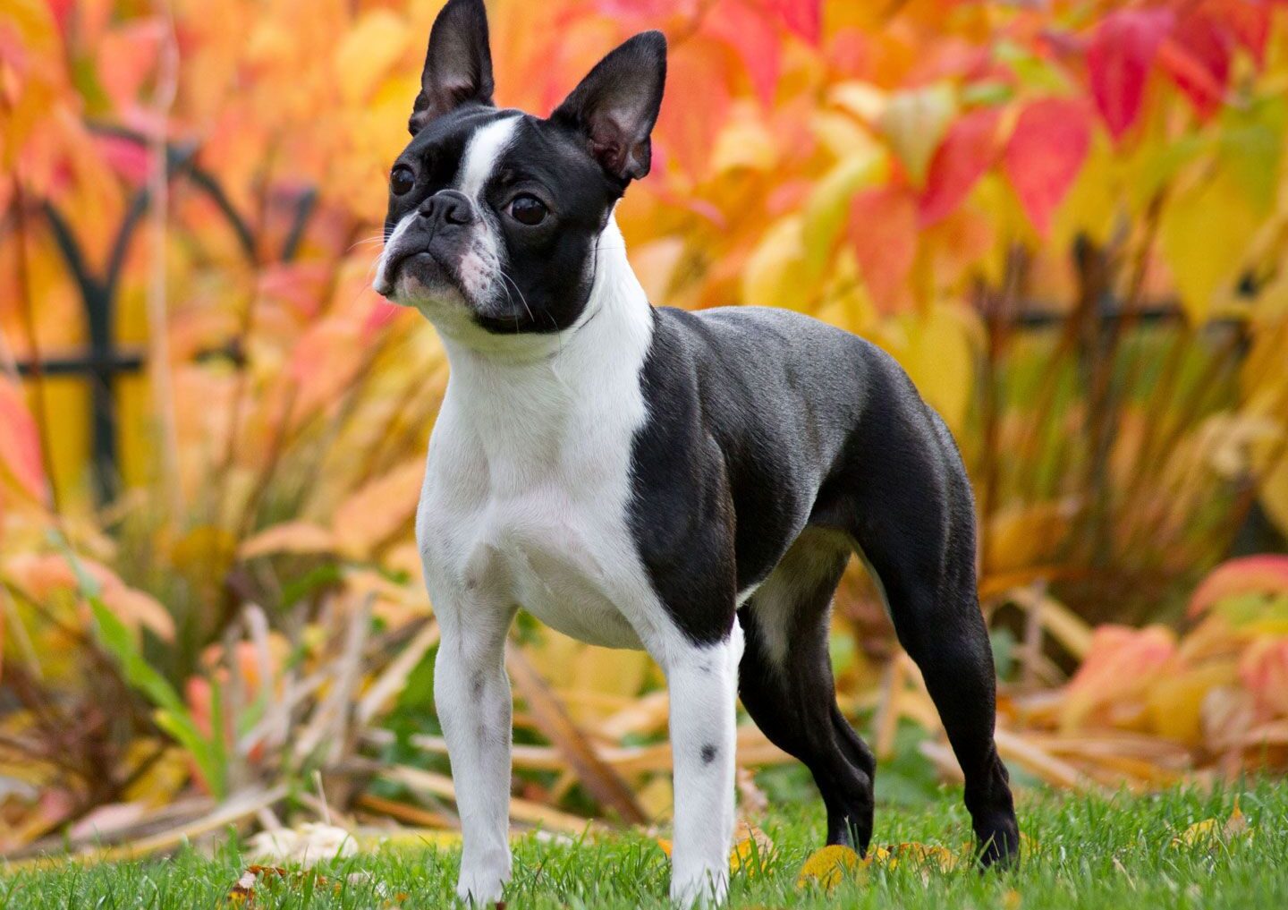Boston Terrier: Toodo sobre esta raza - AnimalesExoticos
