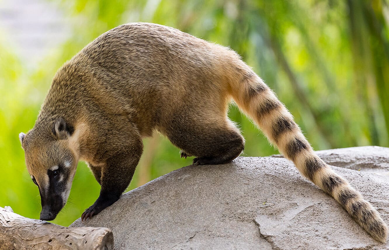 Coatí:Características, hábitat, alimentación y...