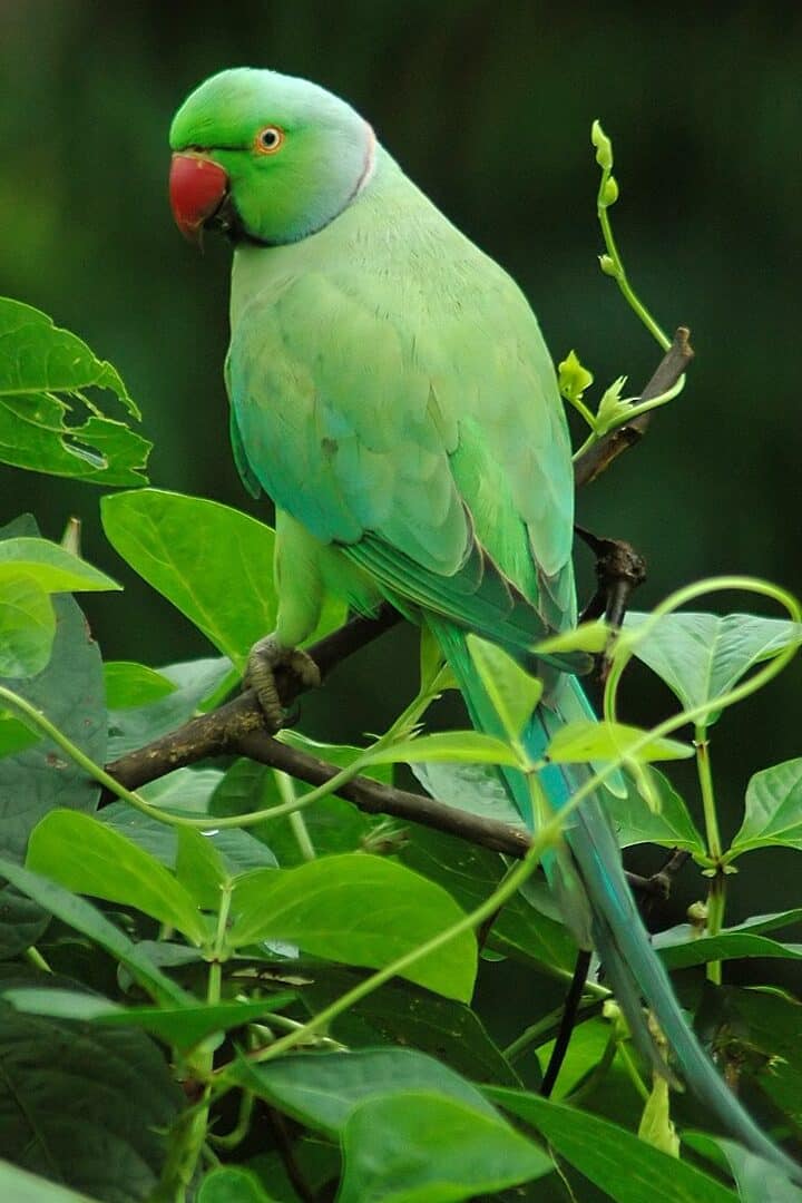 Cotorra de Kramer: Características, hábitat y... AnimalesExoticos
