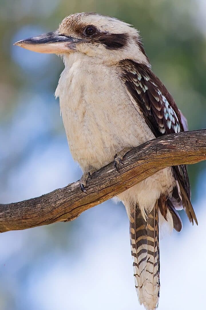 Cucaburra:Conoce el pájaro más risueño - AnimalesExoticos