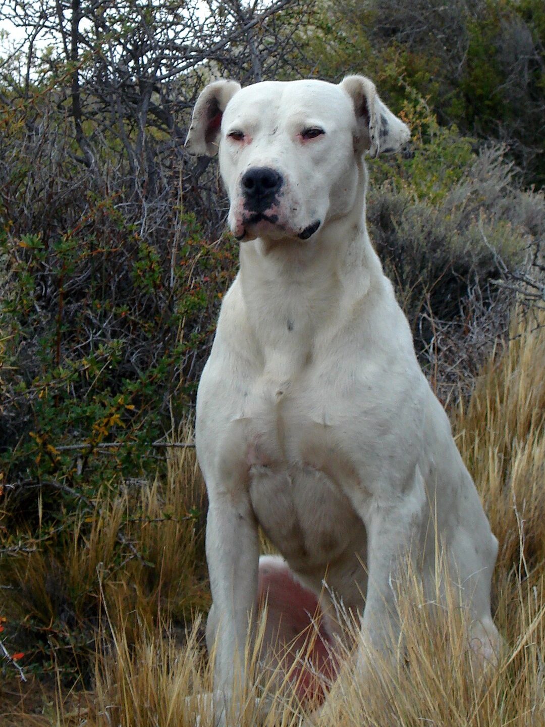 Dogo argentino: Características, cuidados y consejos
