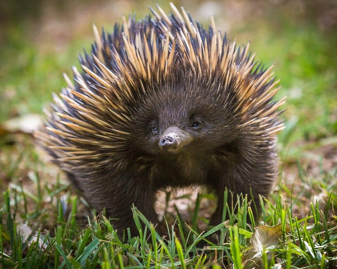 Equidna - AnimalesExoticos