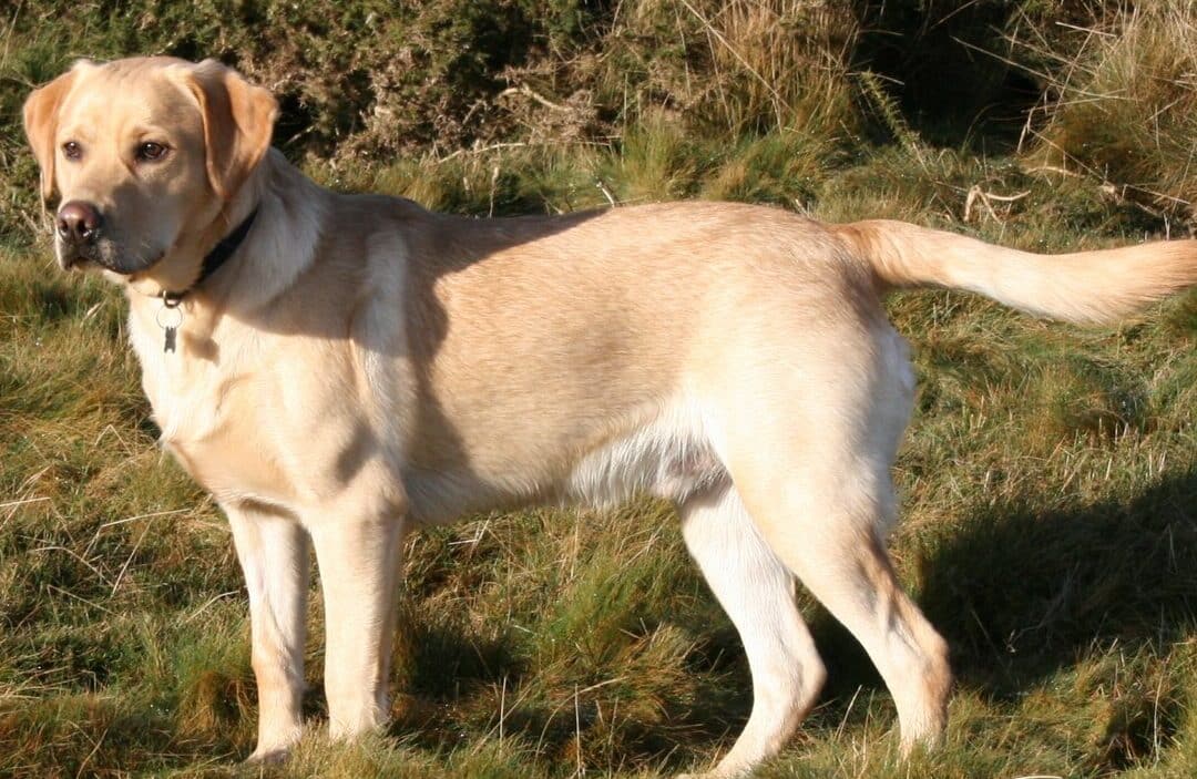 Labrador Retriever : Características, cuidados y más...- AnimalesExoticos