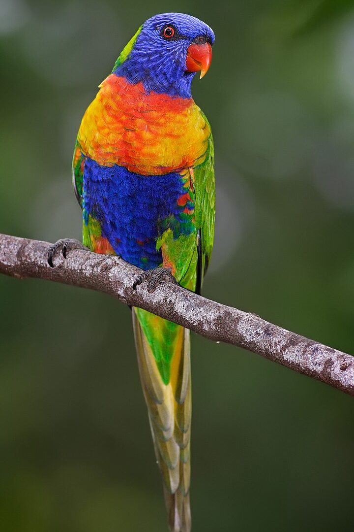 Loris arcoiris: el ave más bella del planeta