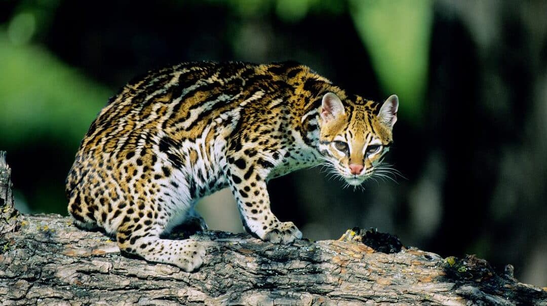 Ocelote: El leopeardo en miniatura - AnimalesExoticos