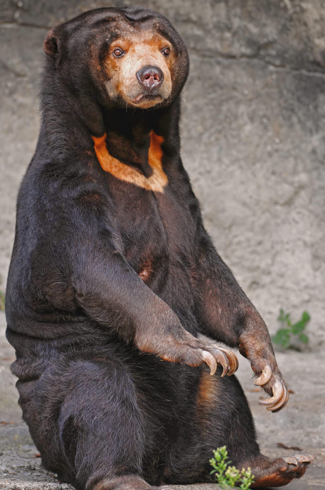 Oso malayo - AnimalesExoticos