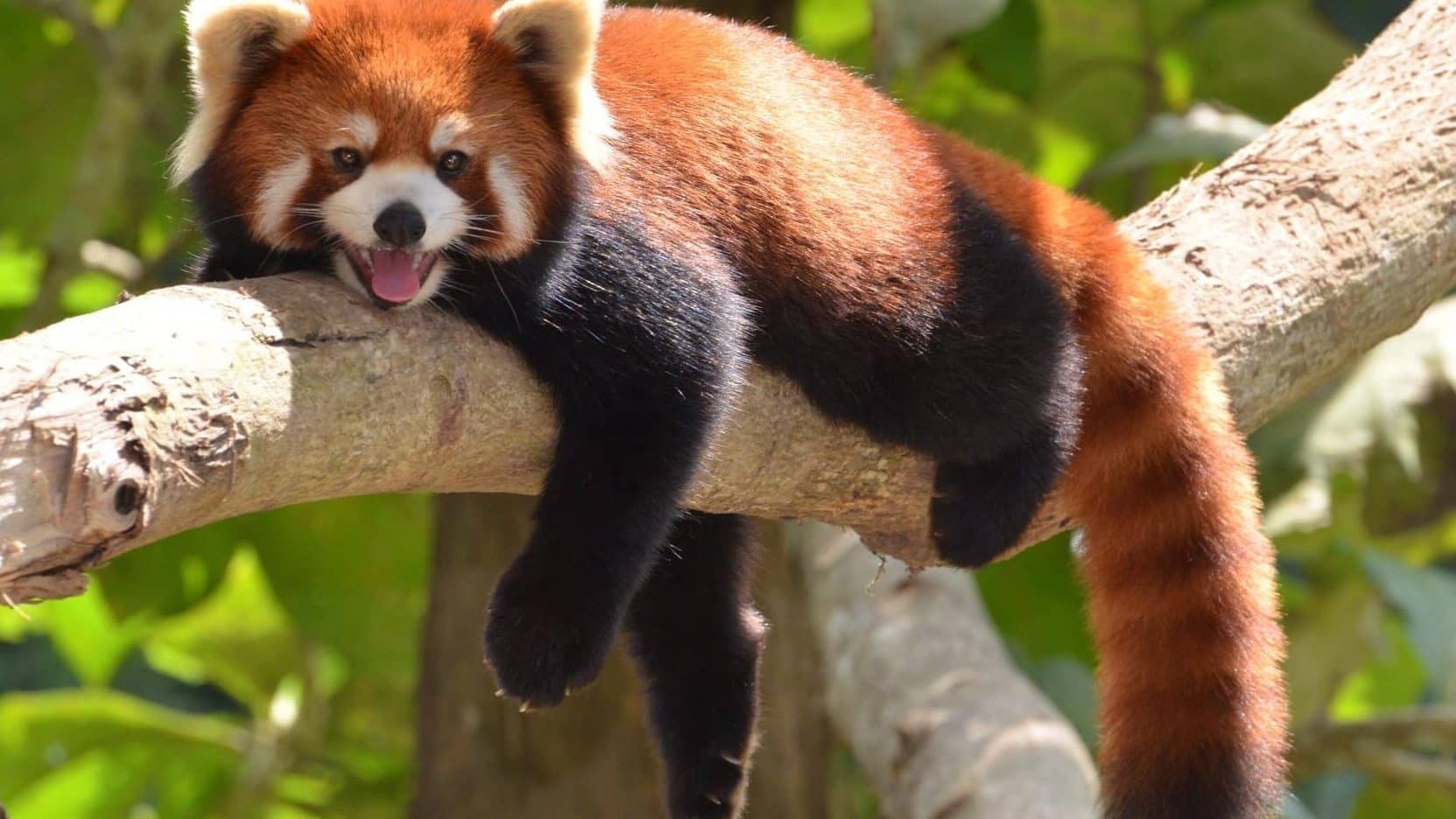 Panda rojo:Características, alimentación.. - AnimalesExoticos