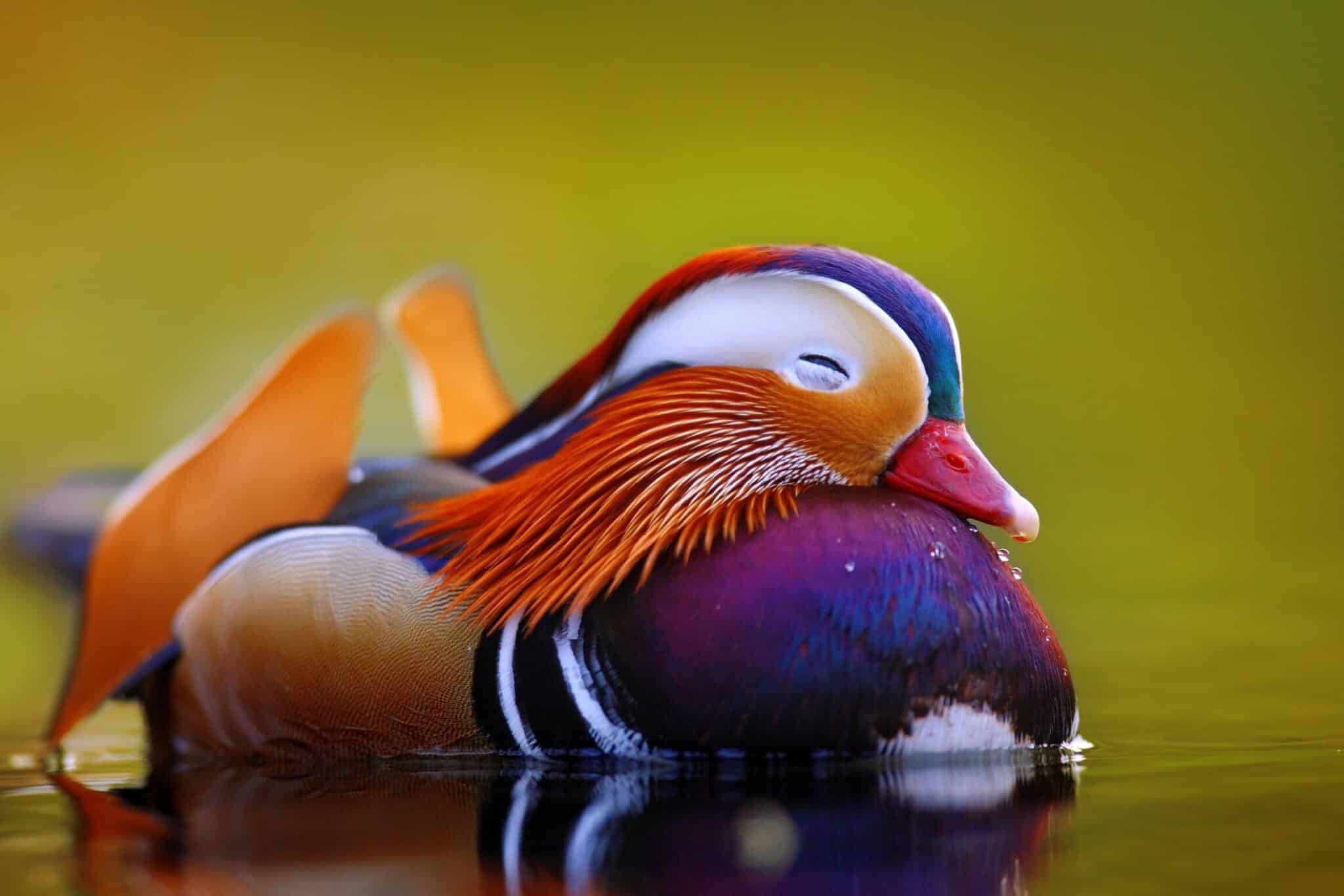 Pato mandarín : Características, alimentación y... - AnimalesExoticos
