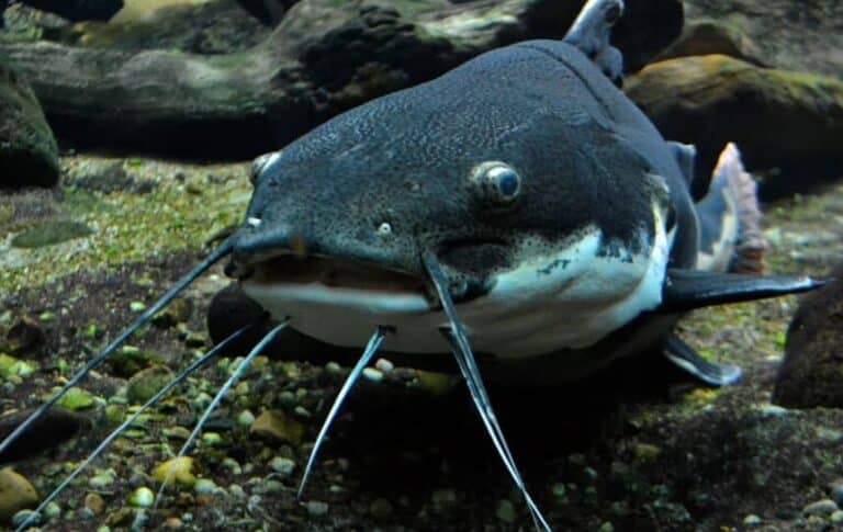 Pez Gato: Características, alimentación y habitat - AnimalesExoticos