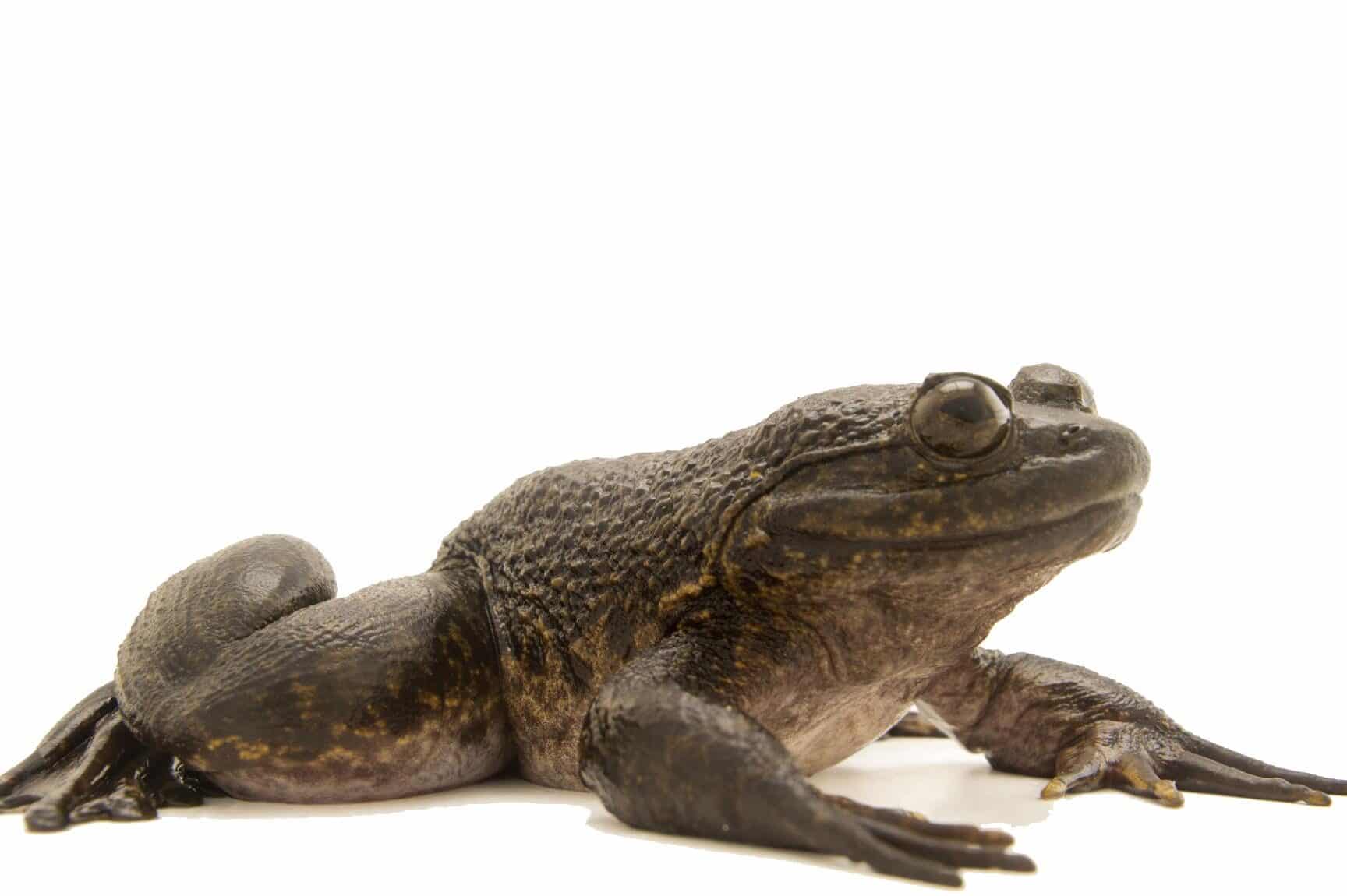 Rana Goliat:La rana más grande del mundo - AnimalesExoticos )