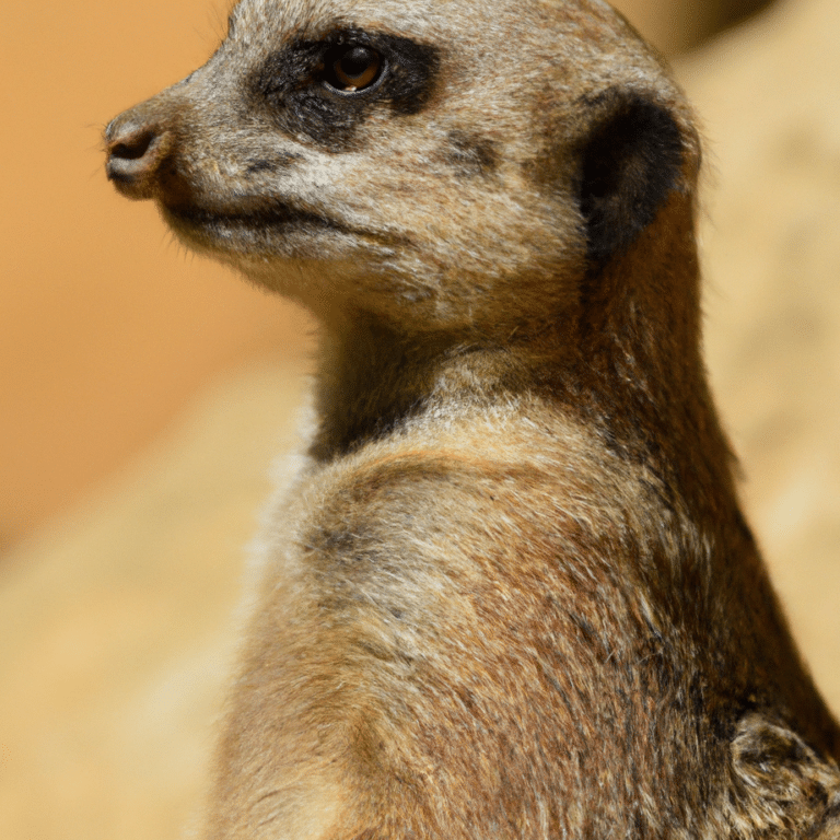 Suricato ⇨ Descubre a los excavadores del desierto