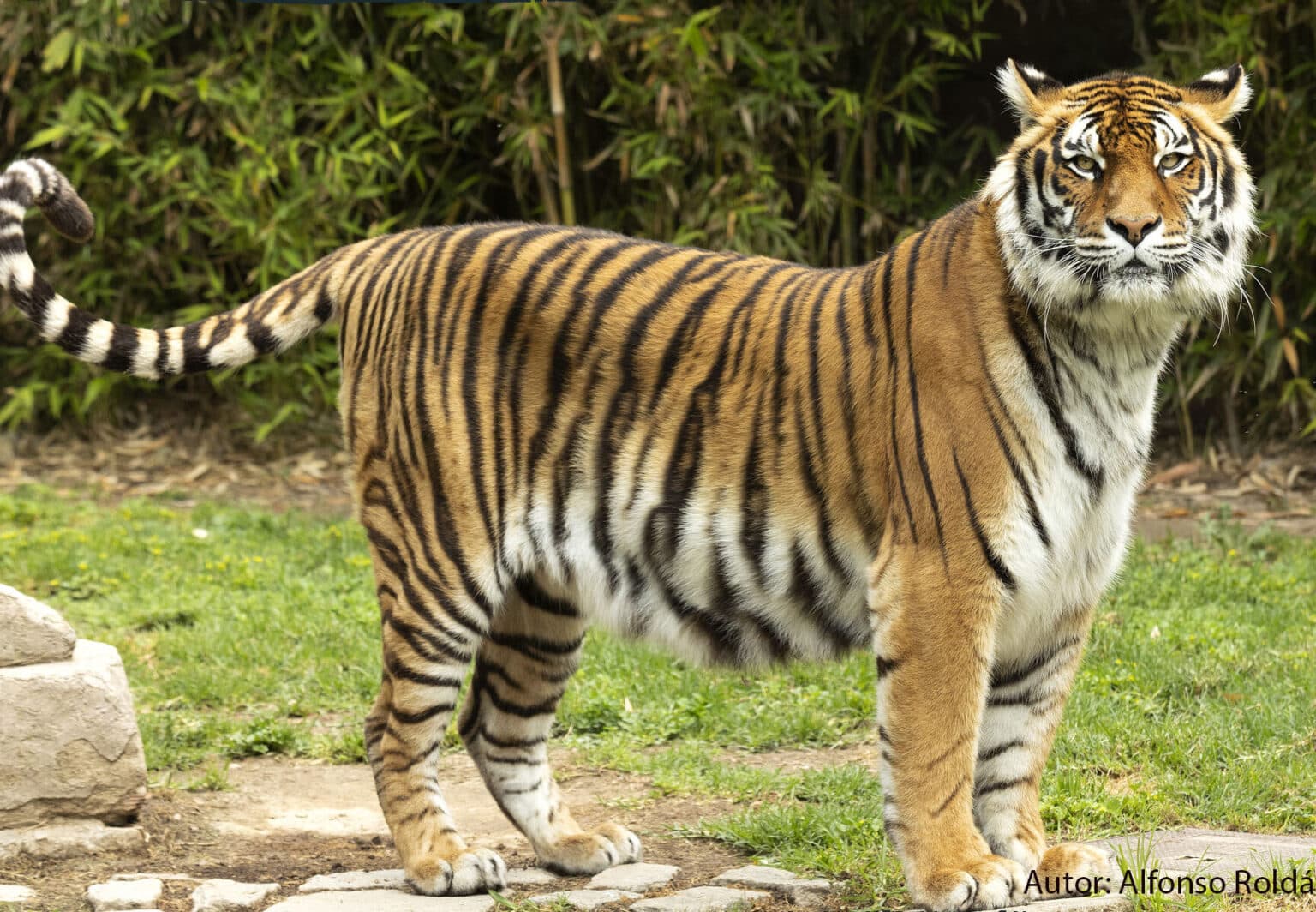 Tigre de bengala:Características, hábitat y.. - AnimalesExoticos