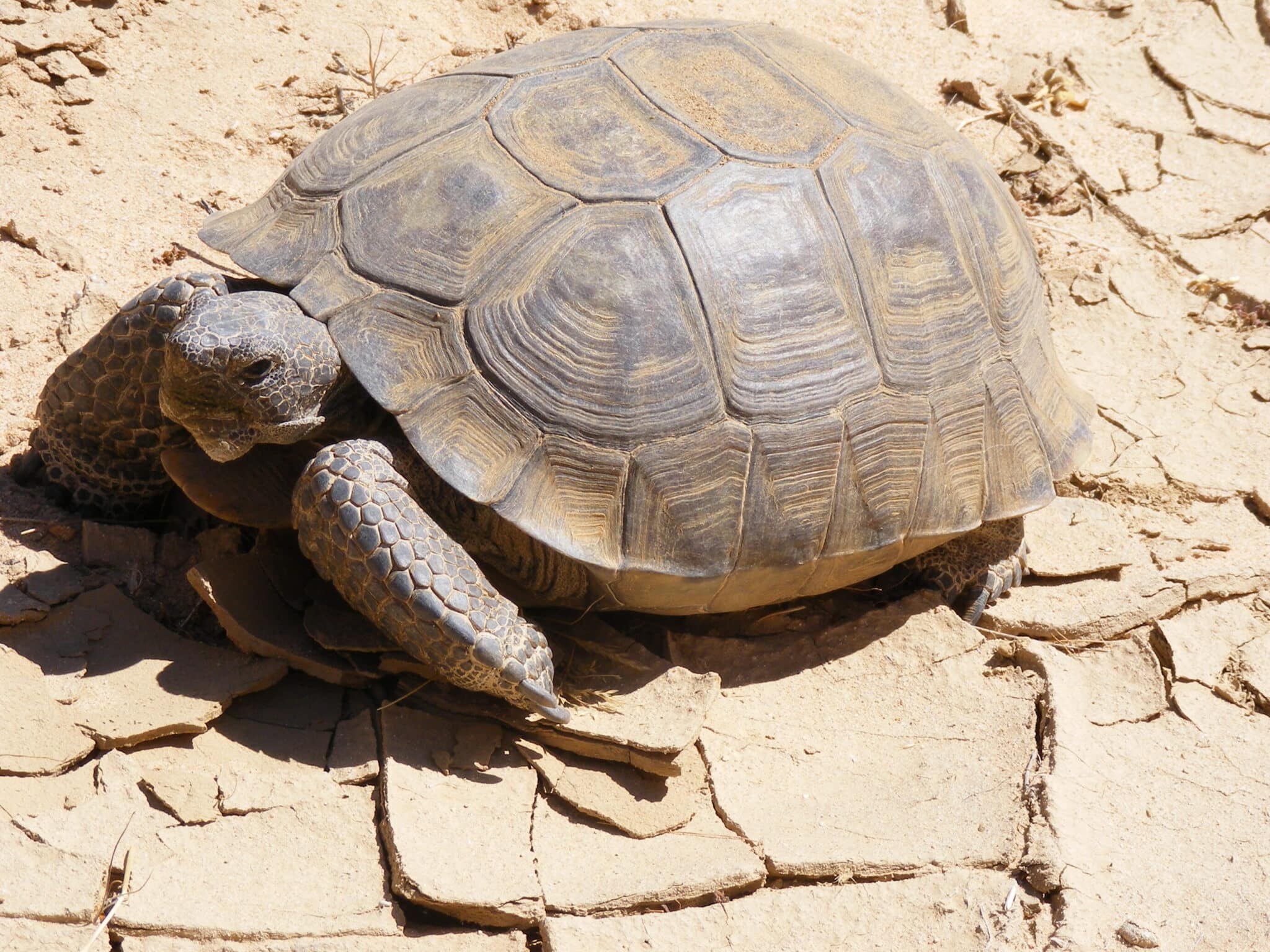 Tortuga del desierto: Conoce sus características, hábitat y más