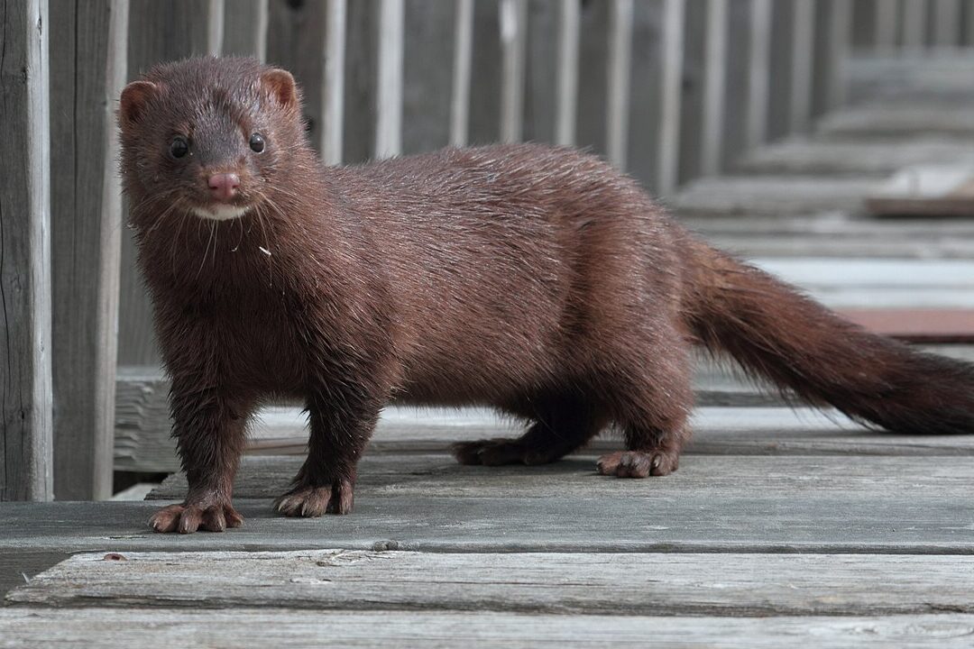 Visón - Conoce a fondo a este pequeño mamífero - AnimalesExoticos